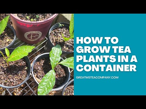 How to grow a tea plant (Camellia Sinensis) in a container.
