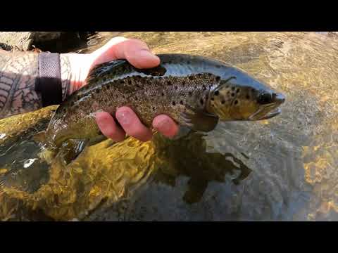 A Real Battle! KEN LOCKWOOD GORGE FLY FISHING - March 2022