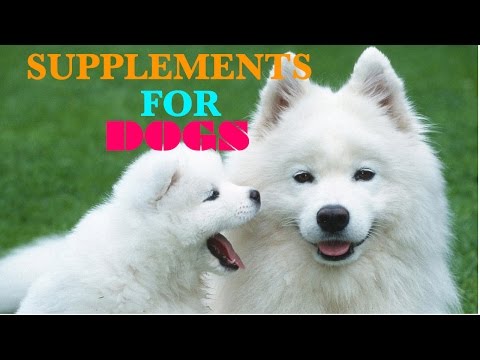 All Natural Dog Vitamins : Supplements for Dogs: Glucosamine for Dogs - VitaLife Show Episode 147