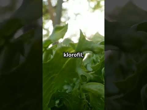 Pelajari semua yang perlu Anda ketahui tentang proses fotosintesis dalam satu menit!