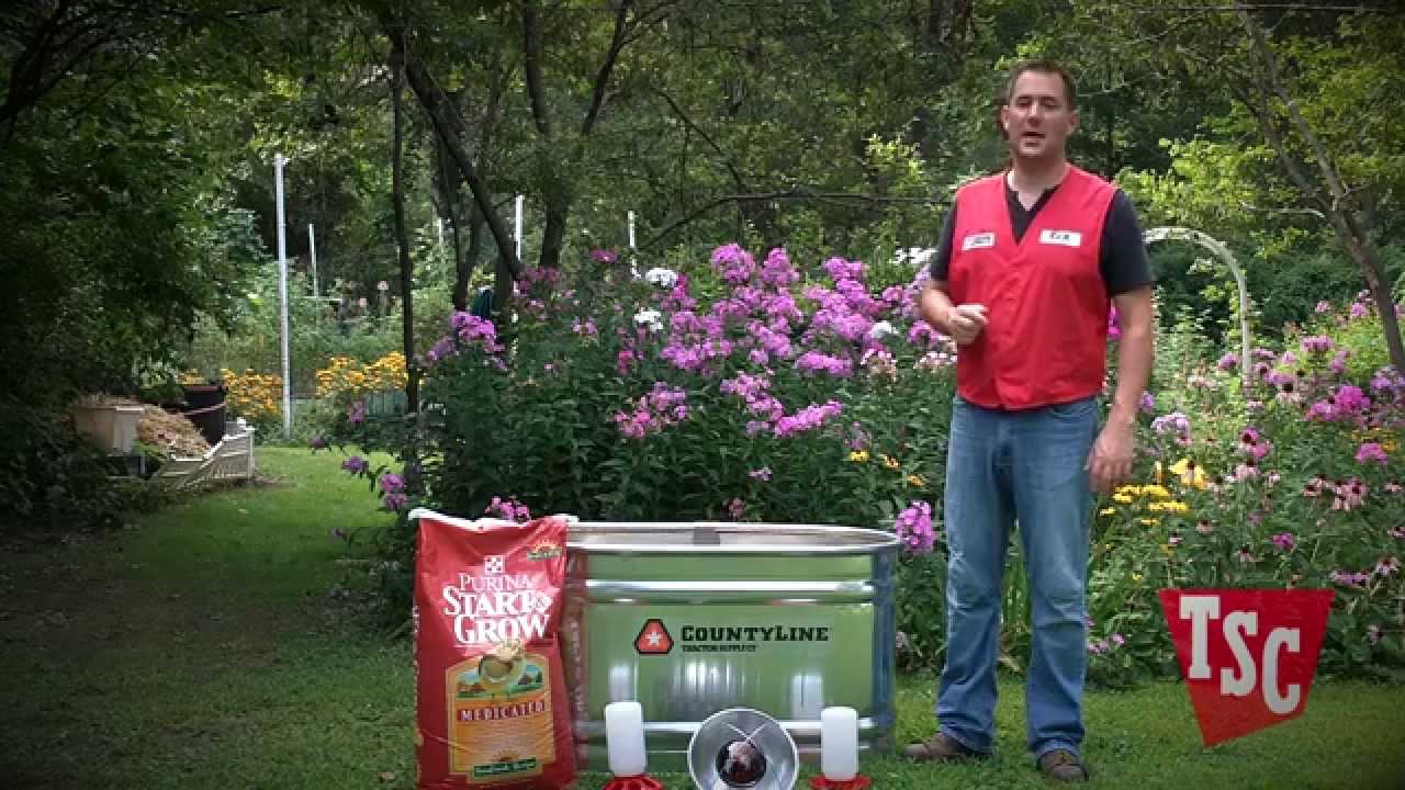 How to Brood Chicks | Tractor Supply Co.