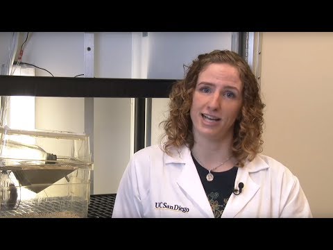 Part 2 - Performing a Rodent Wheel-running Experiment