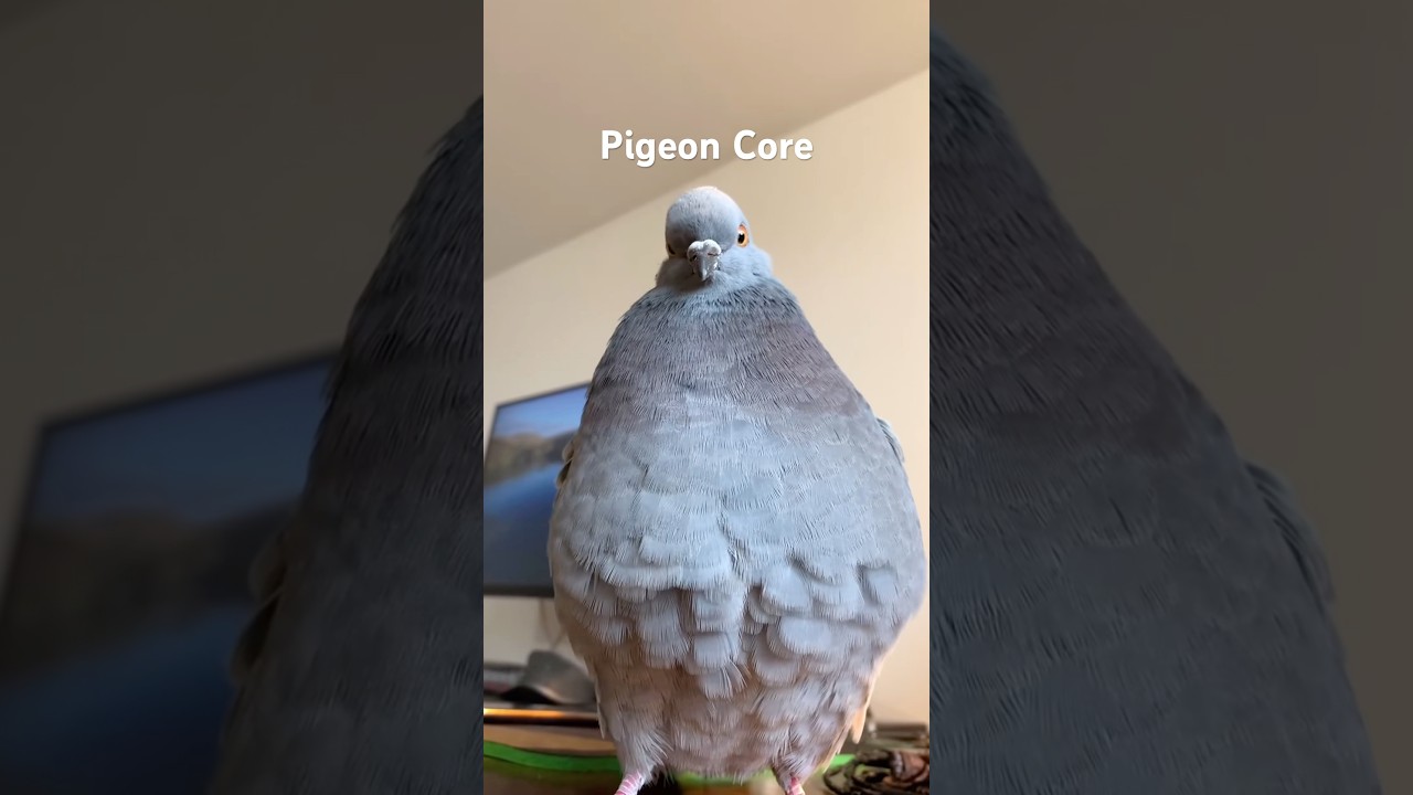 Pigeon Core #animalshorts #cuteanimals #pigeon #pigeons #pigeonbird #pigeonpigeon #pigeonlover