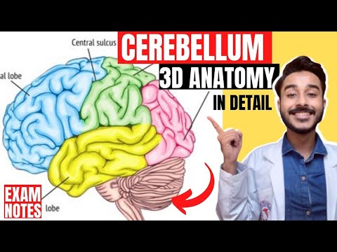 external features of cerebellum anatomy 3d | morphological and functional division of cerebellum
