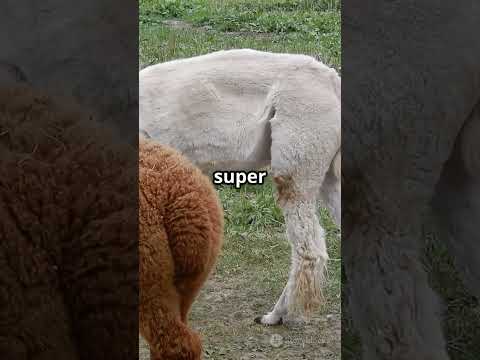Alpaca vs Llama: The Ultimate Showdown! #epicbattle #facts #wildlifeentertainment