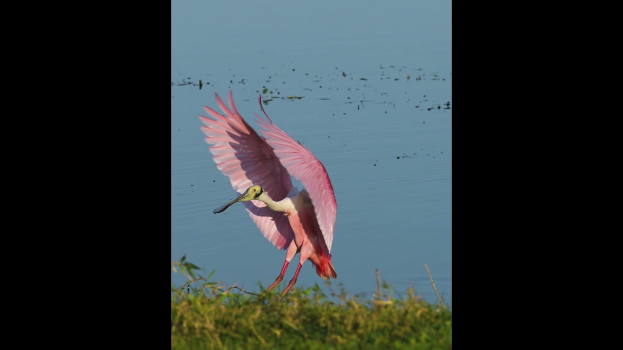 Roseate Spoonbill Landing
