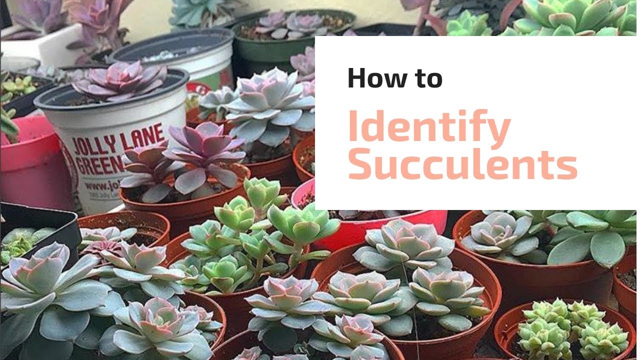 Helping You Identify Succulents | FAQ About Succulent Identifying \\ Angels Grove Co