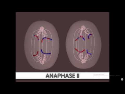 Anaphase 2