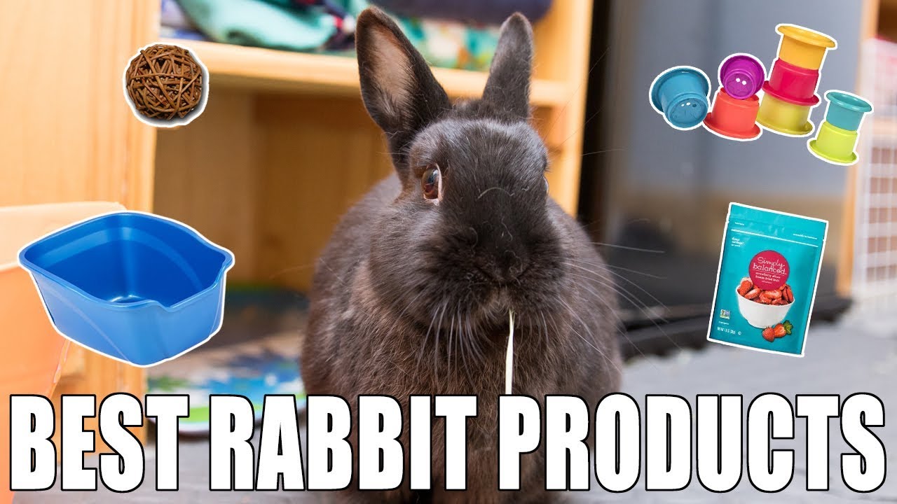 TOP 10 BEST RABBIT PRODUCTS!