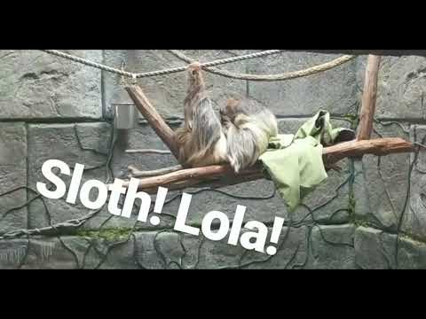 Sloth Encounter