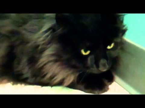Meet MEADOW a Domestic Longhair currently available for adoption at Petango.com! 1/7/2013 2:20:02 PM