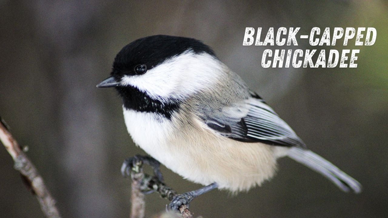 Black Capped Chickadee Call – Real Bird Sound & Song in Nature