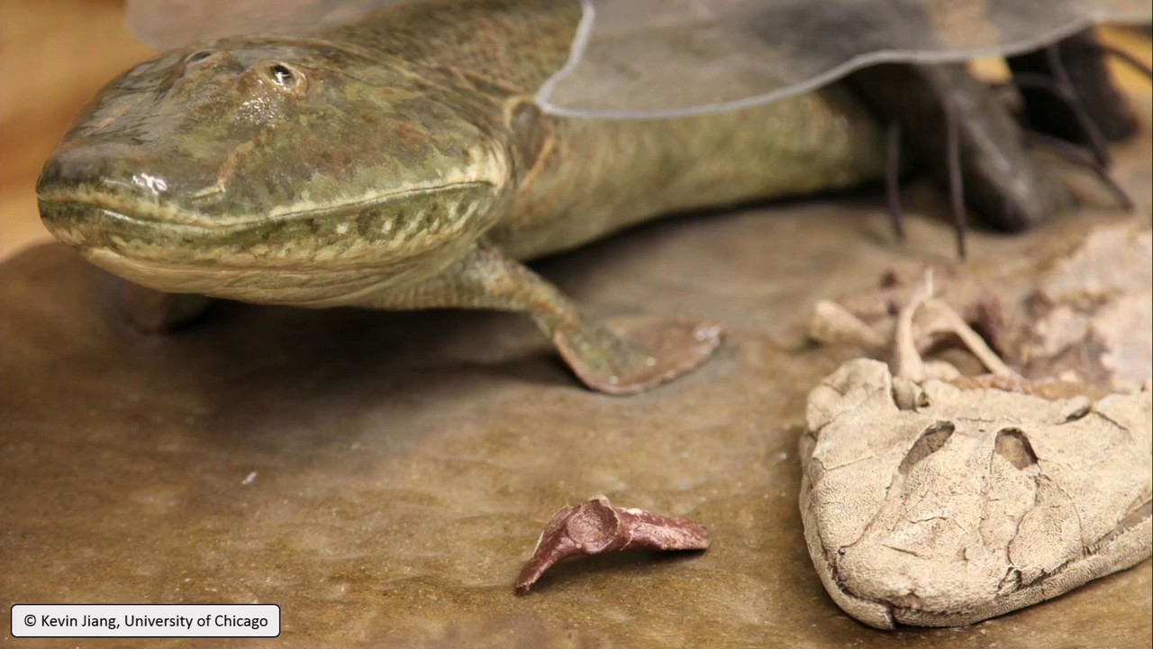 Evolutionary Experiments in the Early Tetrapod Form