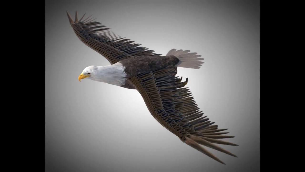 Bald eagle rigged pbr bird 3d model