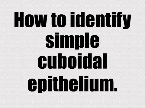 Epithelial Tissue Part 3: Simple Cuboidal Epithelium