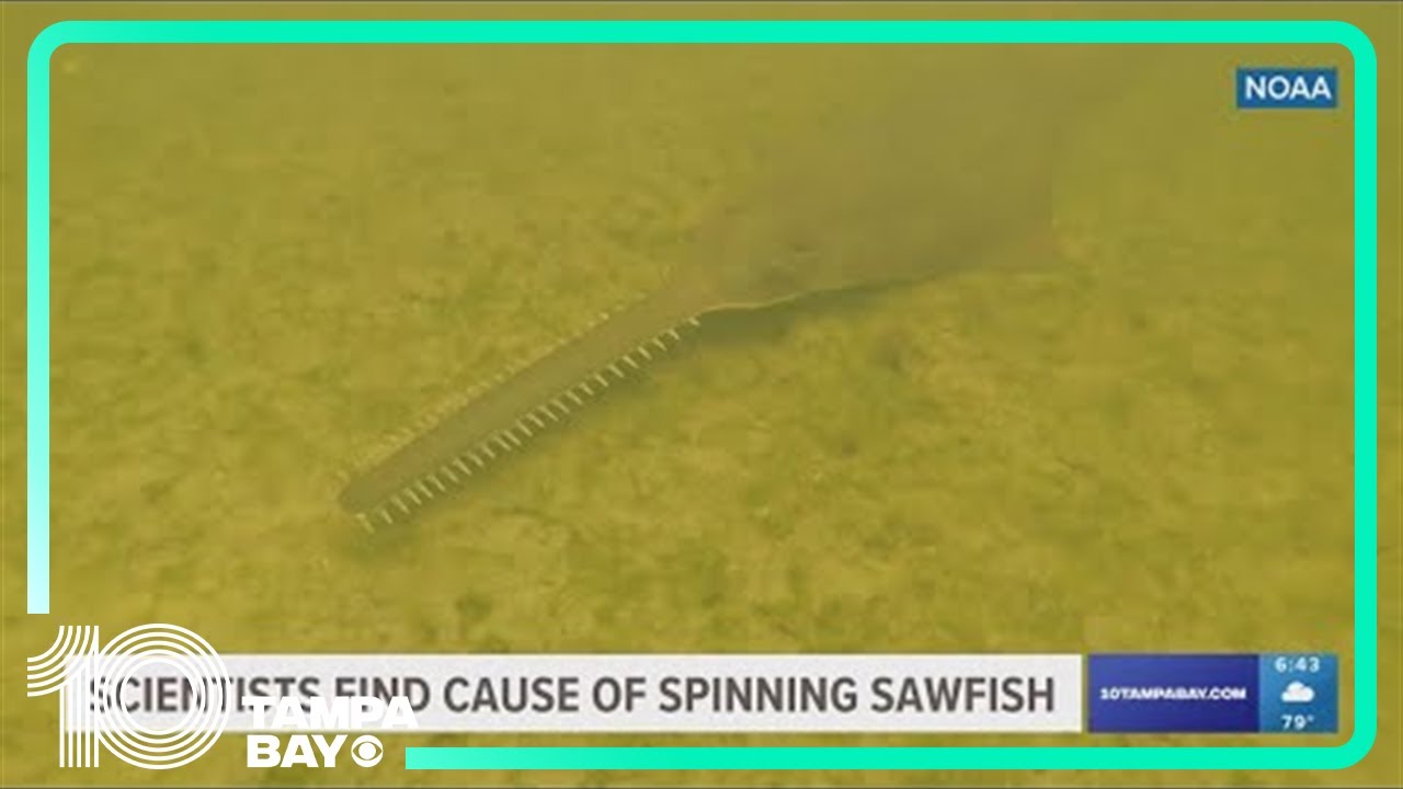 Report: Scientists figure out a potential cause of mysterious deaths of spinning sawfish