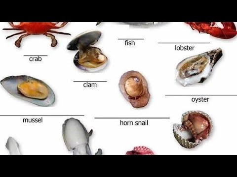 Name of seafood / Types of seafood (vocabulary)