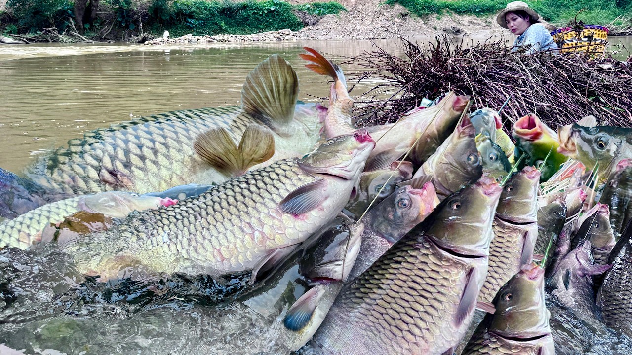 Traditional fishing techniques - Single mother risks her life to catch giant fish in a major flood.