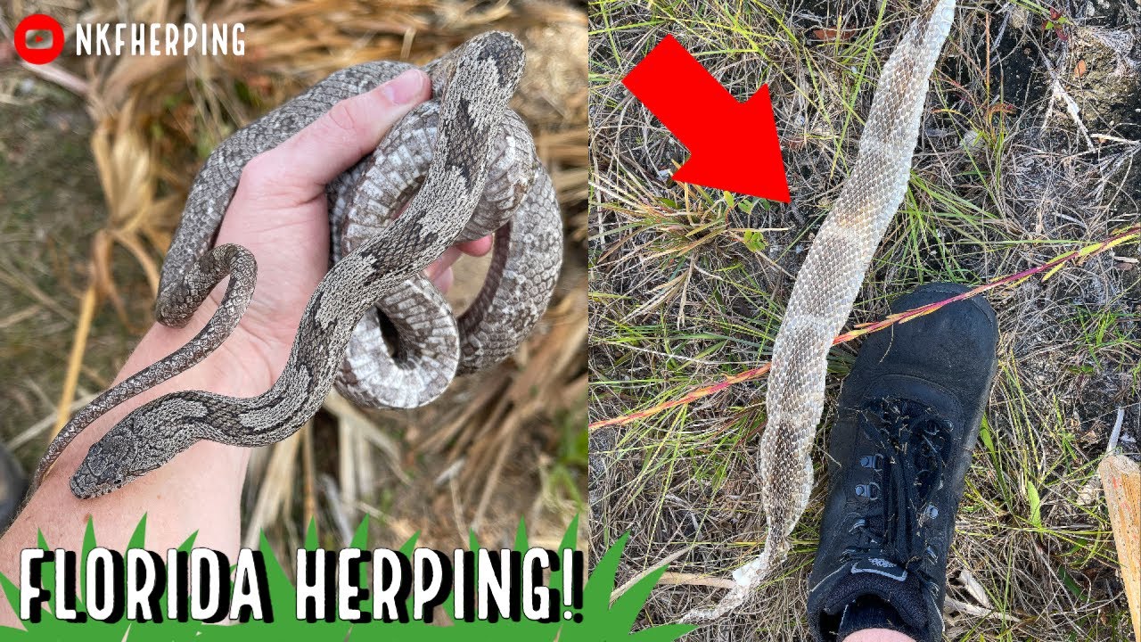 Florida Fall Herping! Gorgeous Gray Ratsnake, Big Trees, and Salamanders!
