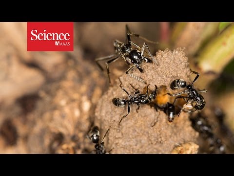 These Ants Leave No Wounded Brother Behind