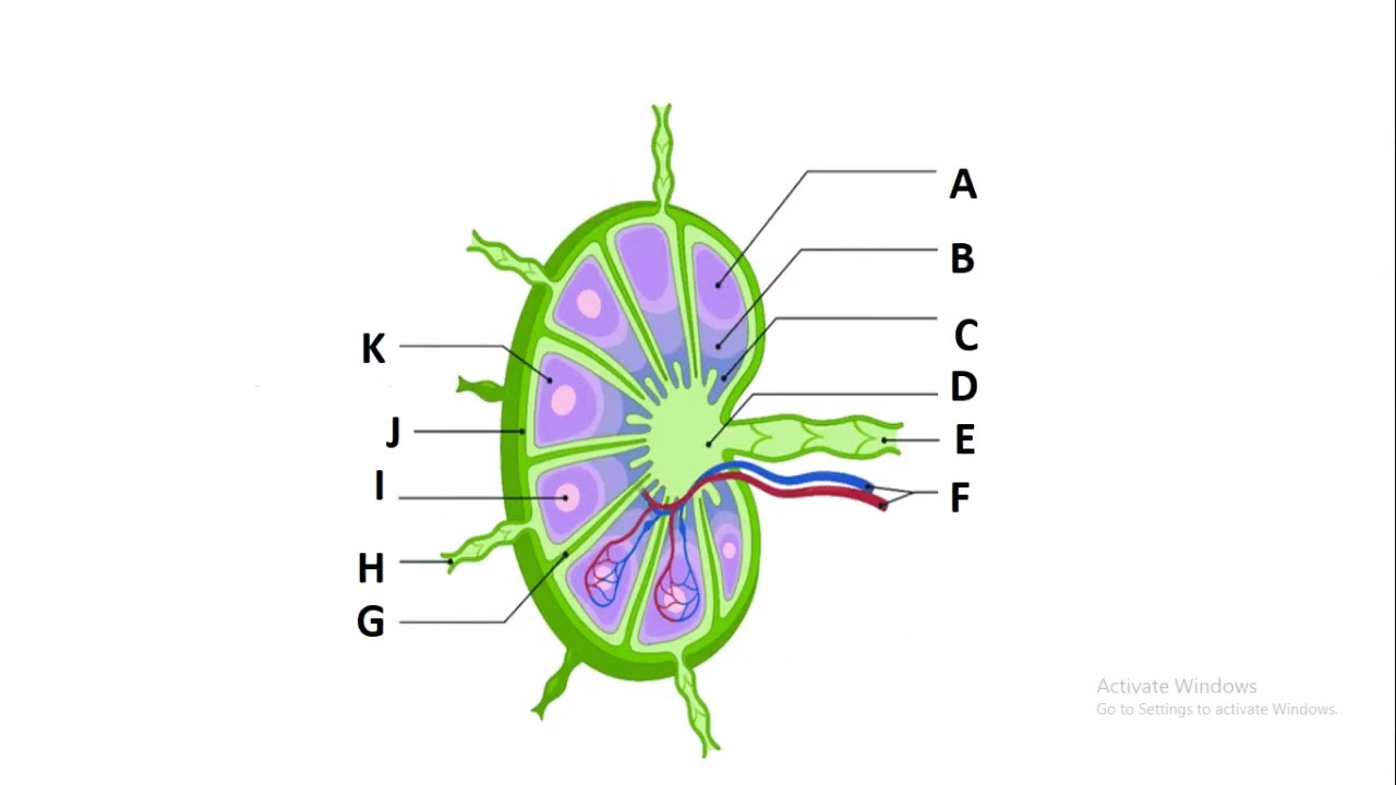 LYMPH NODE   HOW TO LABEL AND DRAW A LYMPH NODE