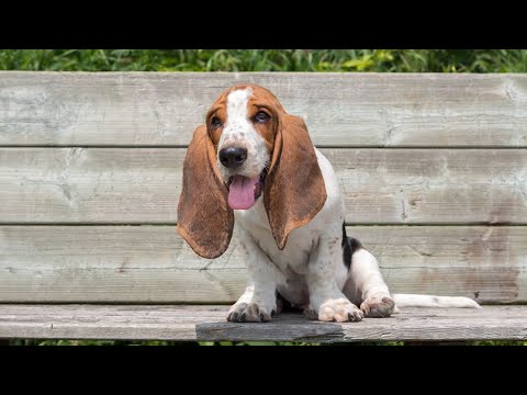 What is the Basset Hound's Retrieving Ability?
