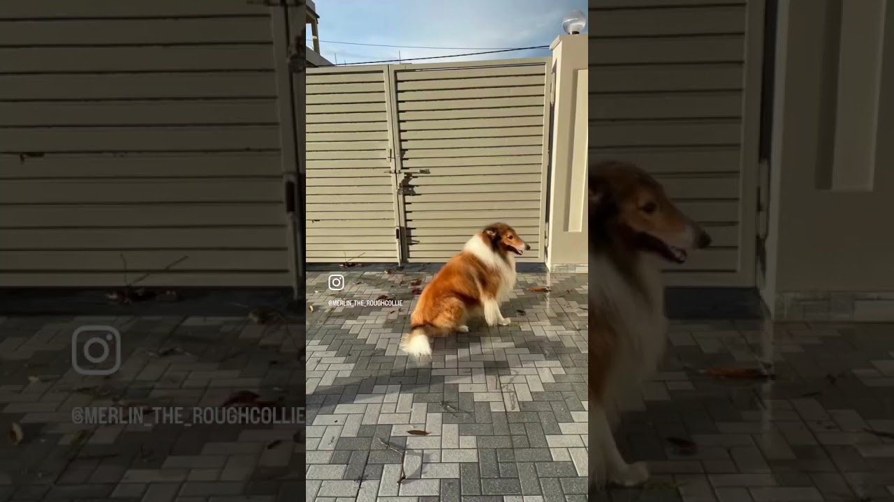 2022 recap #roughcollie