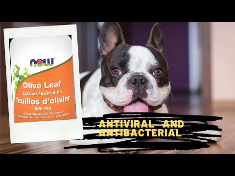 Olive Leaf For Dogs and Cats