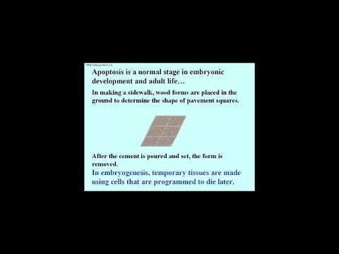 346-2 Necrosis vs Apoptosis i e Programmed Cell Death