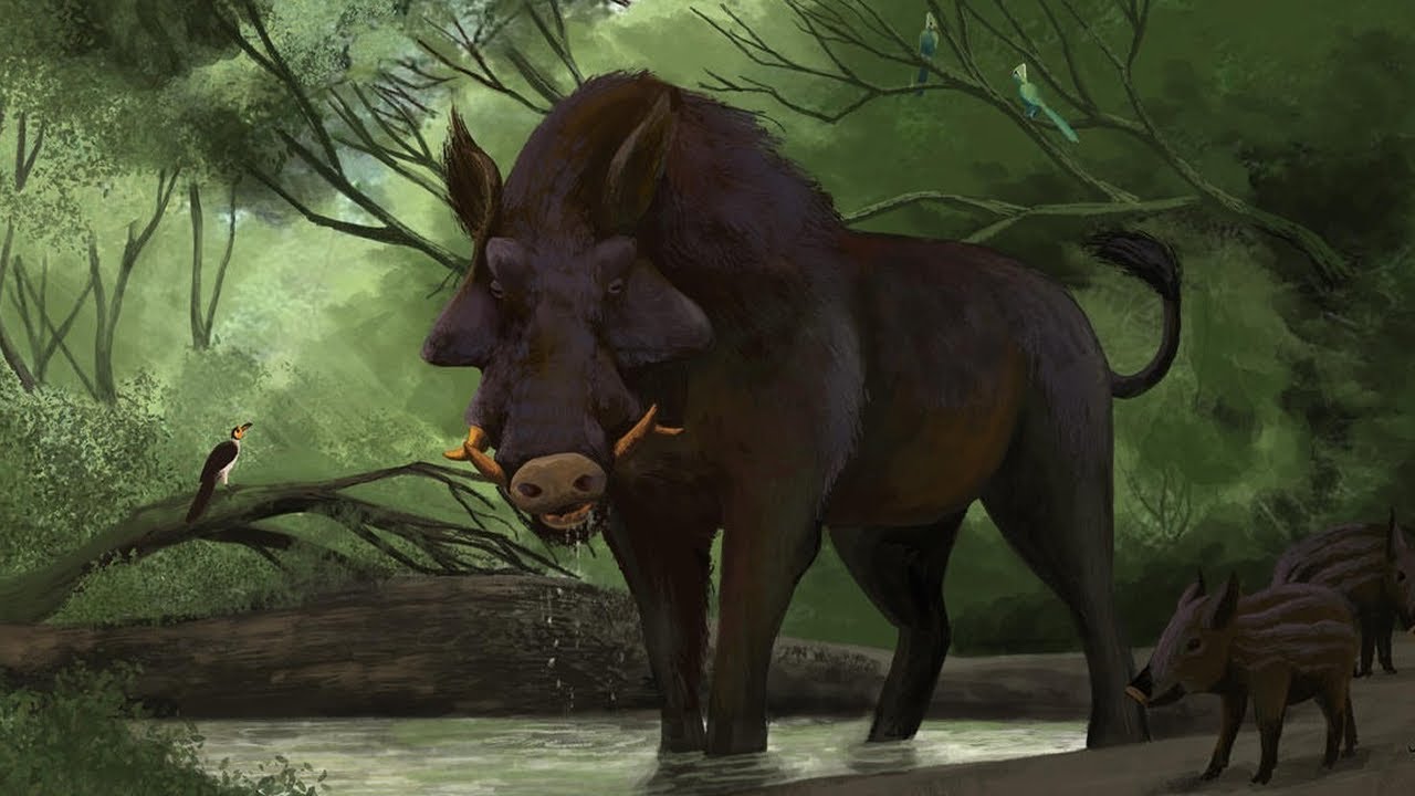 The Evolution of the Pig