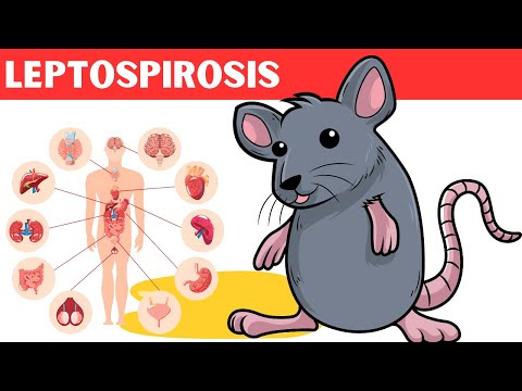 Leptospirosis - Causes, Risk Factors, Pathology, Signs & Symptoms, Diagnosis, And Treatment