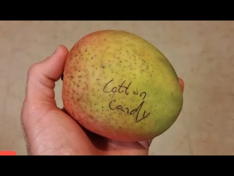 Cotton Candy Mango