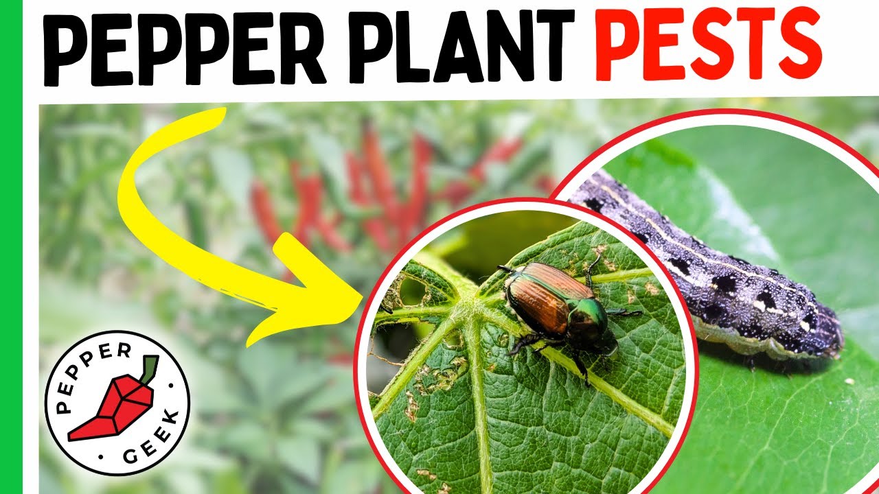 Common Pepper Plant Pests (And How To Treat Them)