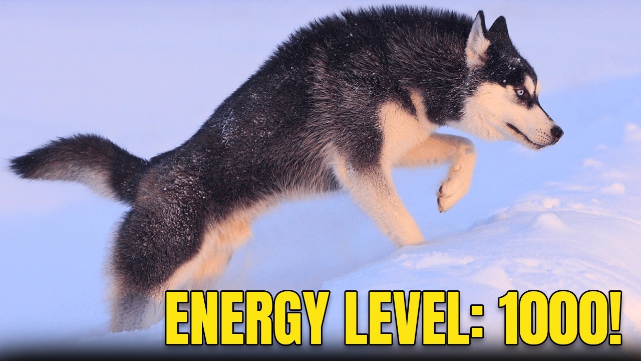 Huskies 🐺❄️ | Why Huskies Are So Different From Other Dogs| Everything You Want To Know about Husky