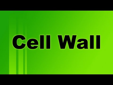 Cell Wall Definition and Function