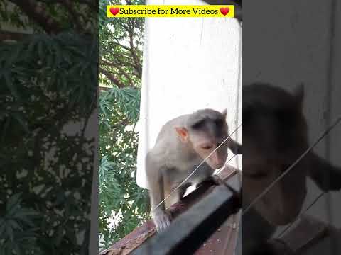 Cute Baby Monkey Funny Video #shorts #ytshorts #monkey #funnyvideo #funnyanimals #funnyshorts #yt