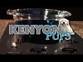 KENYON Mediterranean 1 Burner Marine Cooktop with PUPS™, 120V