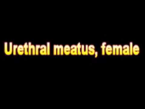What Is The Definition Of Urethral meatus, female Medical School Terminology Dictionary