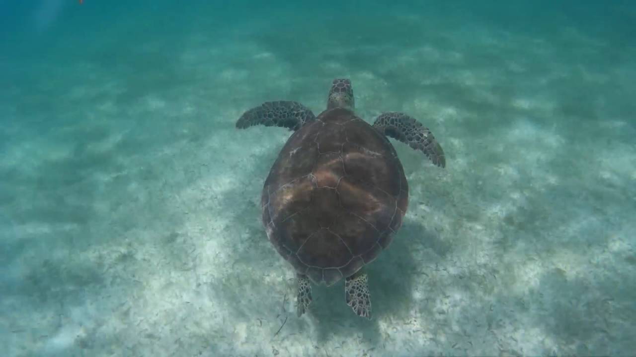 Nuotando con le tartarughe - swimming with turtles