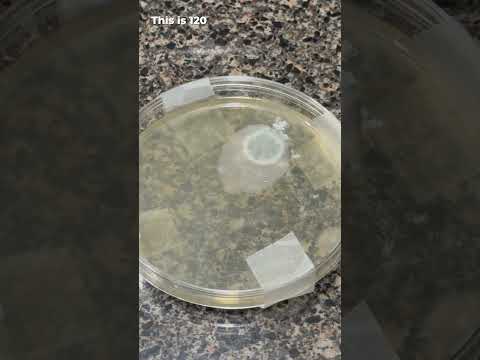 Mold Armor Mold Test Kit | REVIEW