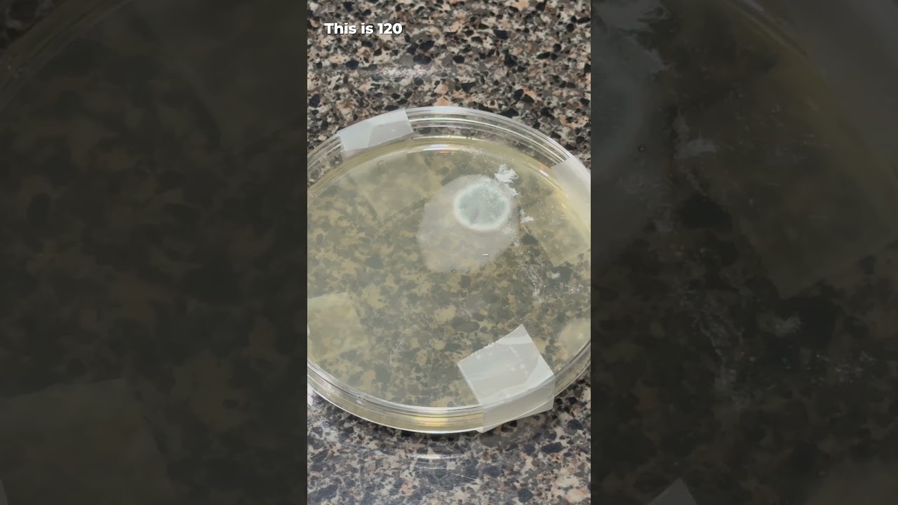 Mold Armor Mold Test Kit | REVIEW