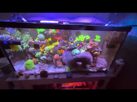 90 Gallon Reef Color Check