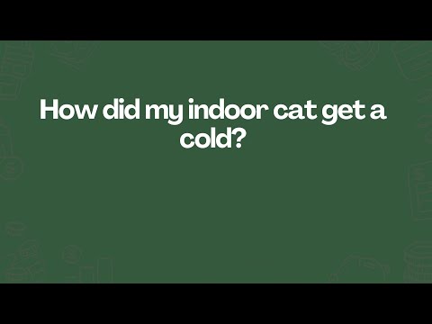 How did my indoor cat get a cold?