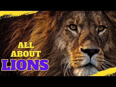 Fun Lion Facts for Kids 🦁 | Learn About Lions with Cool Animations!