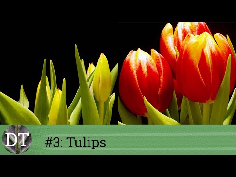 Red and Yellow Tulips Blooming - Time-lapse - no audio