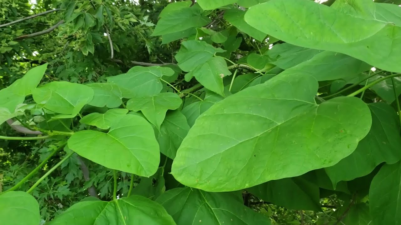 ID That Tree: Northern Catalpa