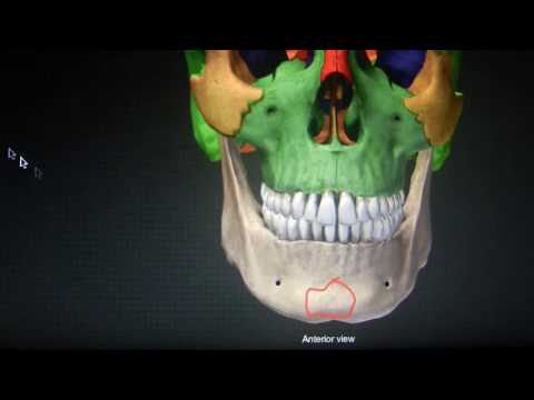 The Mandible bone.