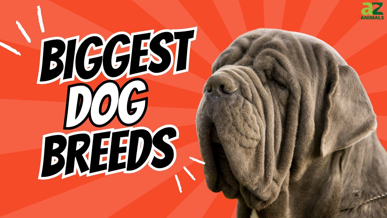 The Top 10 Biggest Dogs Breeds