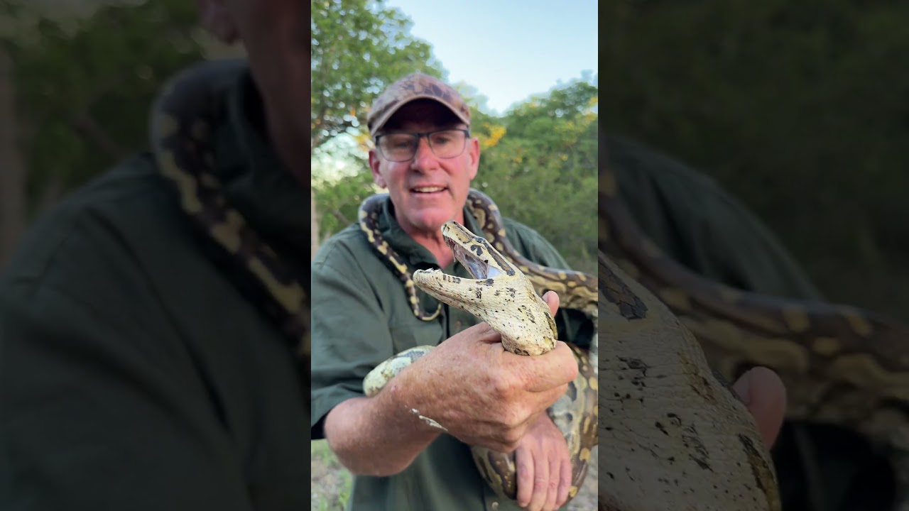 Look inside the mouth of this African Rock python - he has several rows of backward facing teeth! 🐍🤩
