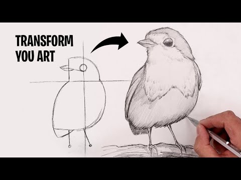 How To Draw American Robin | Bird Sketch Tutorial